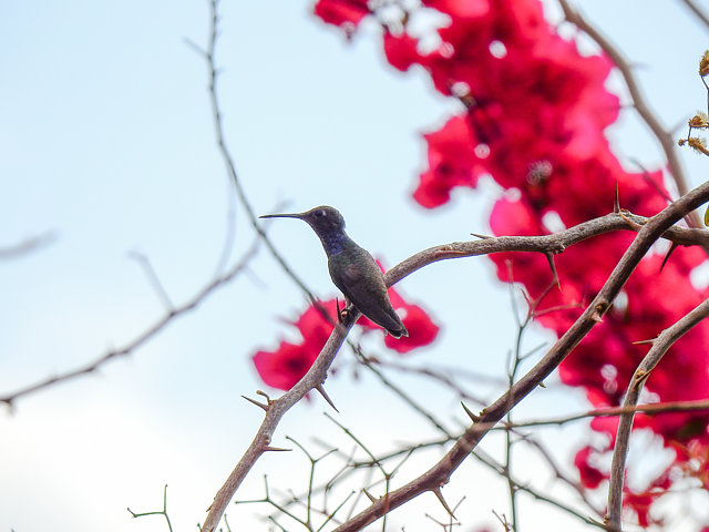 Foto beija-flor-de-peito-azul (Chionomesa lactea) Por Lawrence Rabelo ...