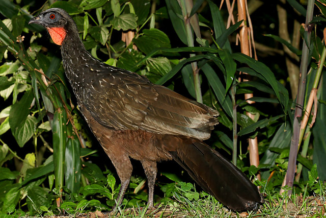 Foto jacuguaçu (Penelope obscura) Por antonio amaral | Wiki Aves - A ...