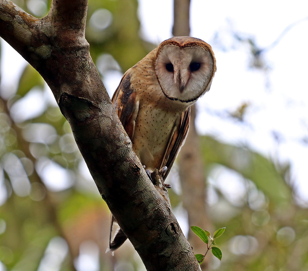 Foto suindara (Tyto furcata) Por Carlos Ferreira | Wiki Aves - A Enciclopédia das Aves do Brasil