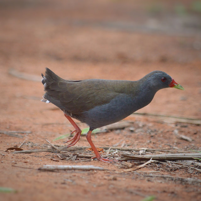 Foto turu-turu (Neocrex erythrops) Por Pedro Rocha Silva | Wiki Aves ...