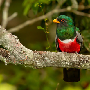 Trogoniformes | WikiAves - A Enciclopédia das Aves do Brasil