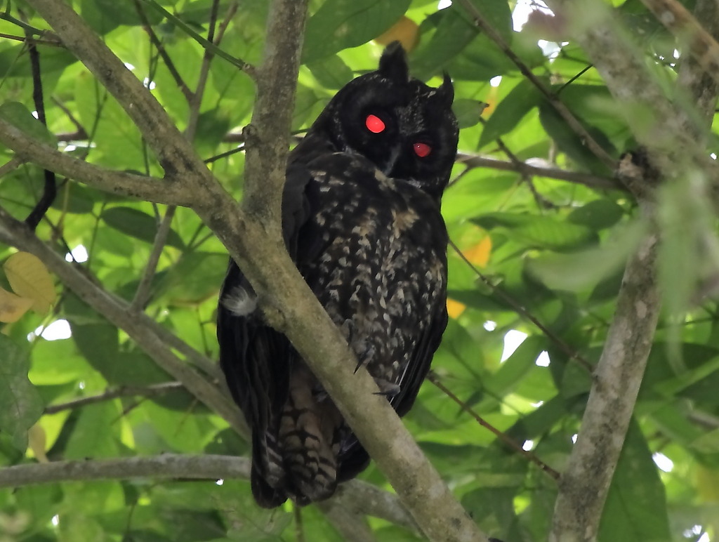 Foto mocho-diabo (Asio stygius) Por Fábio Olmos | Wiki Aves - A ...