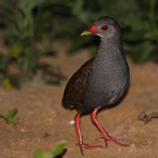 turu-turu (Neocrex erythrops) | WikiAves - A Enciclopédia das Aves do ...