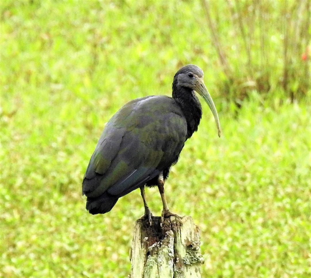Foto coró-coró (Mesembrinibis cayennensis) Por Gilberto Jose Machado De ...