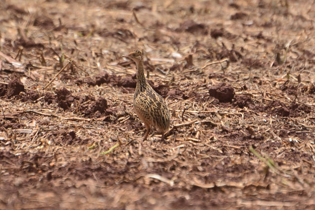Foto codorna-amarela (Nothura maculosa) Por Jean Jr Barcik | Wiki Aves ...