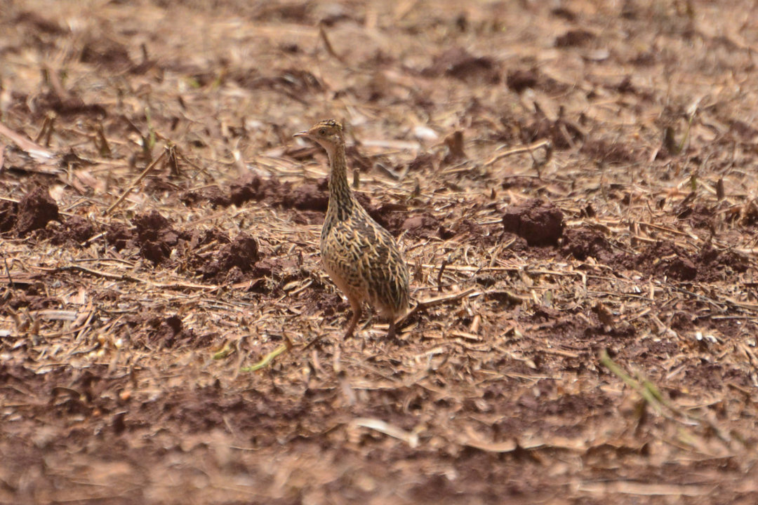 Foto codorna-amarela (Nothura maculosa) Por Jean Jr Barcik | Wiki Aves ...