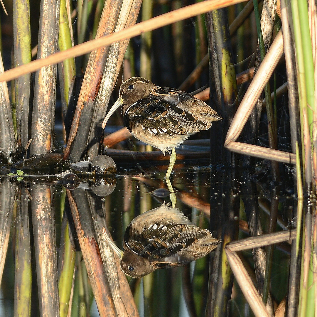 Foto narceja-de-bico-torto (Nycticryphes semicollaris) Por Flavio ...