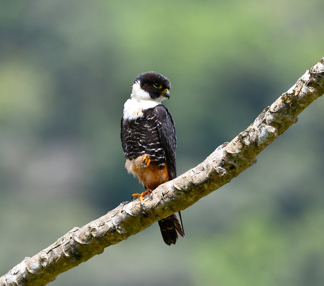 Foto cauré (Falco rufigularis) Por Eliane Zaltman | Wiki Aves - A ...