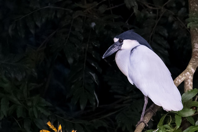 Foto arapapá (Cochlearius cochlearius) Por Heron Sanglard | Wiki Aves ...