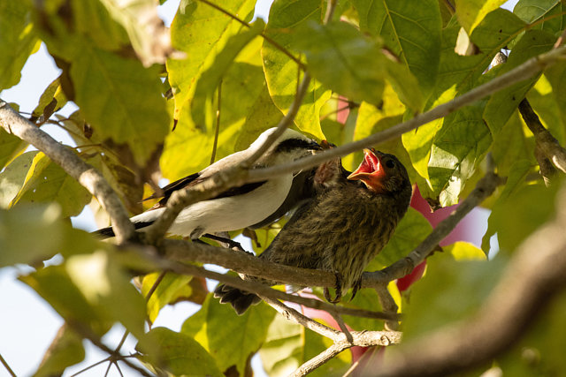 Foto chupim (Molothrus bonariensis) Por Thomaz Callado | Wiki Aves - A ...