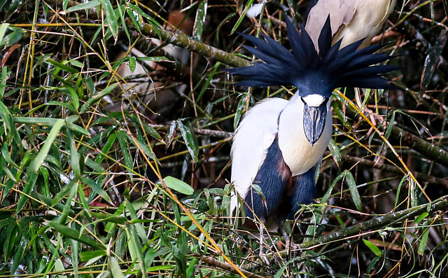 Foto arapapá (Cochlearius cochlearius) Por José Luiz Grazia | Wiki Aves ...