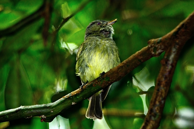 Foto fruxu-baiano (Neopelma aurifrons) Por Jacques Passamani | Wiki ...