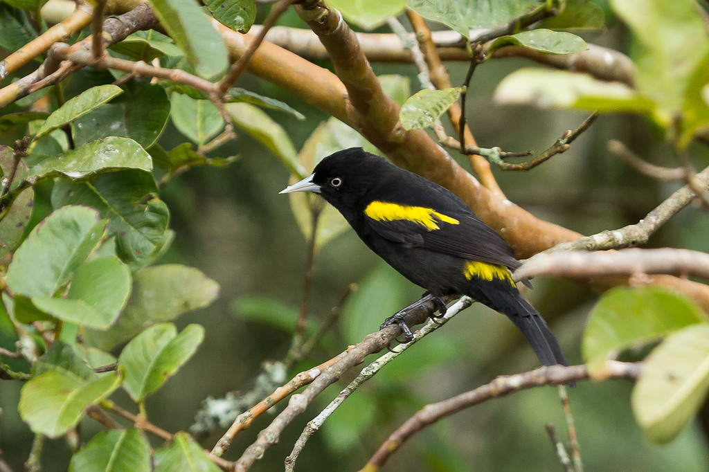 Foto tecelão (Cacicus chrysopterus) Por Elton Olegario | Wiki Aves - A ...