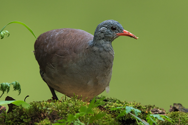inhambu-chintã (Crypturellus tataupa) | WikiAves - A Enciclopédia das ...