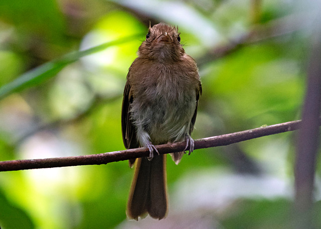 Foto flautim-pardo (Cnipodectes subbrunneus) Por Roberval Costa | Wiki ...