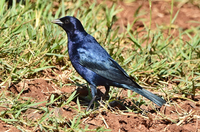 Foto chupim (Molothrus bonariensis) Por Fernanda Celestino | Wiki Aves ...
