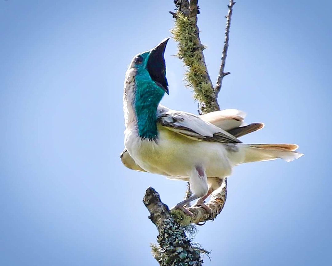 Foto araponga (Procnias nudicollis) Por Bjørn-einar Nilsen | Wiki Aves ...