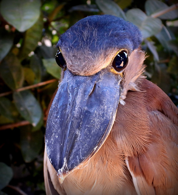 Foto arapapá (Cochlearius cochlearius) Por Kennedy Borges-Road | Wiki ...
