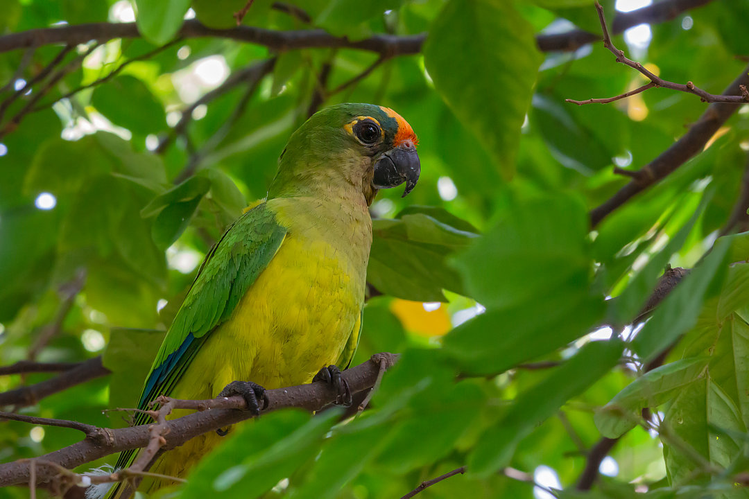 Foto periquito-rei (Eupsittula aurea) Por Gabriel Bonfa | Wiki Aves - A ...