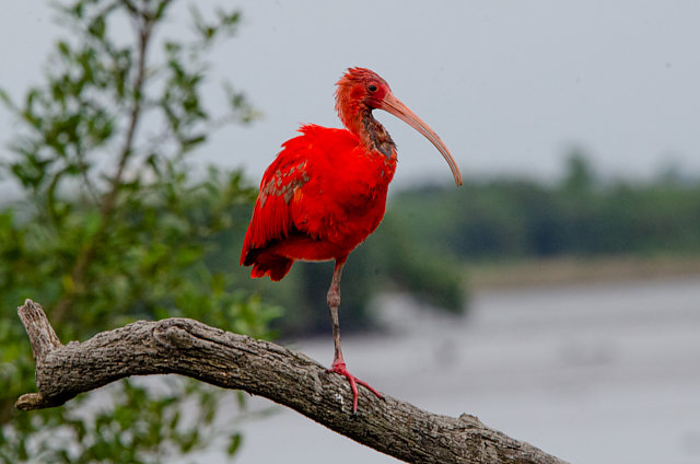 Foto guará (Eudocimus ruber) Por Aluisio Ribeiro | Wiki Aves - A ...