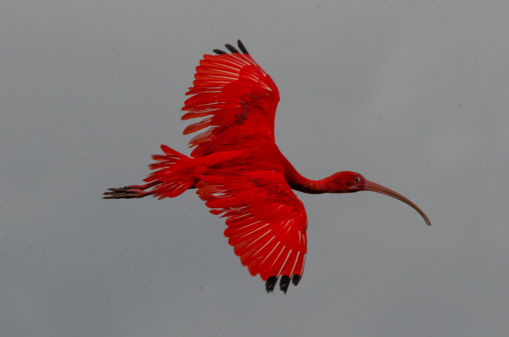 Foto guará (Eudocimus ruber) Por Aluisio Ribeiro | Wiki Aves - A ...