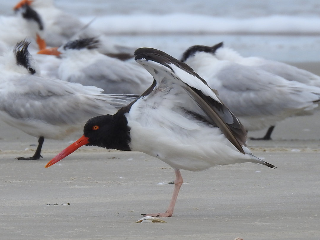 Foto piru-piru (Haematopus palliatus) Por Jose Tarasconi | Wiki Aves ...