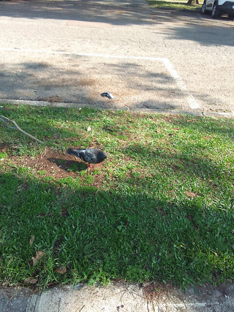 Foto pombo-doméstico (Columba livia) Por Mari Assunção | Wiki Aves - A ...