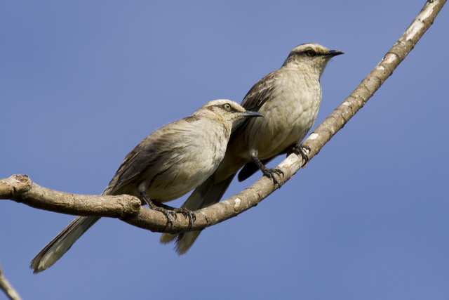 sabiá-do-campo (Mimus saturninus) | WikiAves - A Enciclopédia das Aves ...