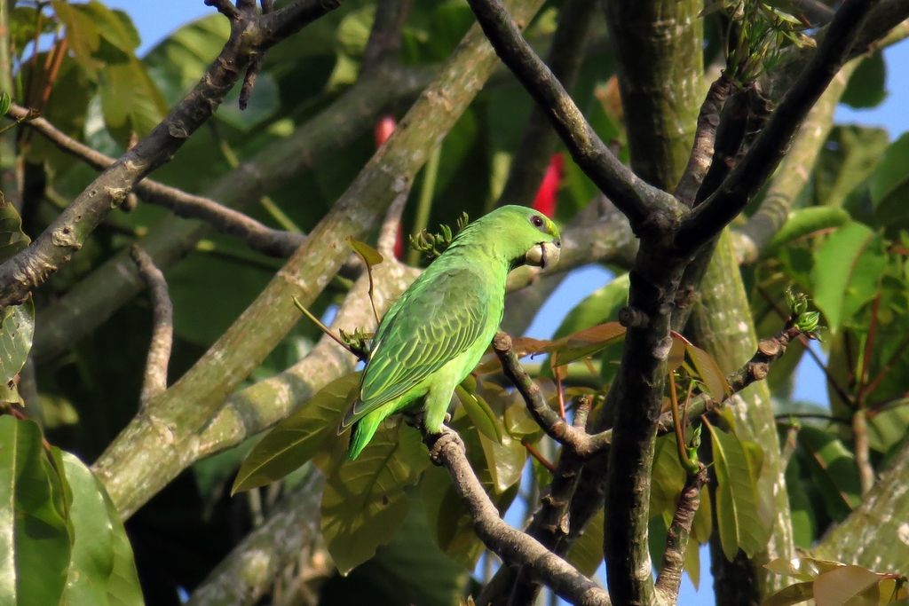 Foto curica-verde (Graydidascalus brachyurus) Por Tomaz Melo | Wiki Aves - A Enciclopédia das ...