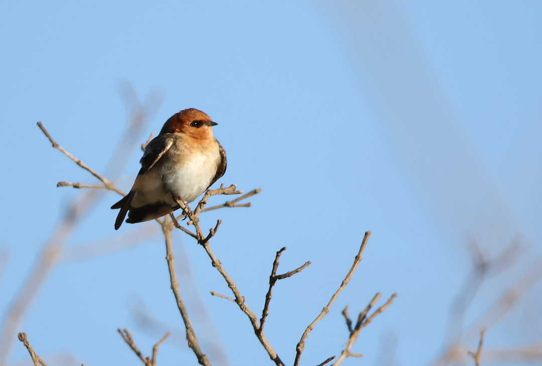 Foto andorinha-morena (Alopochelidon fucata) Por Sérgio Farrabrás ...