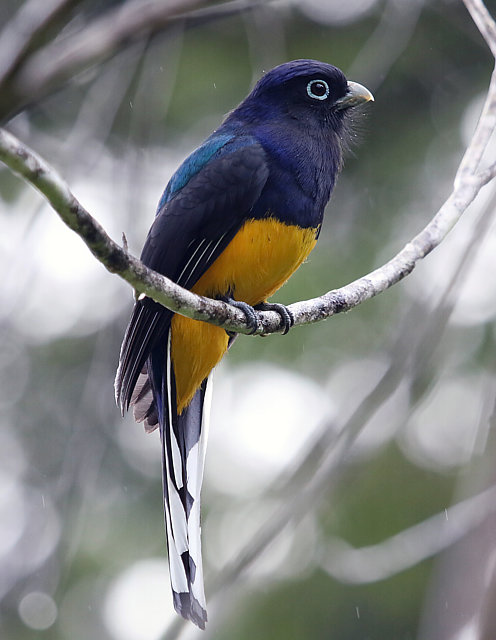 surucuá-de-barriga-amarela (Trogon viridis) | WikiAves - A Enciclopédia ...