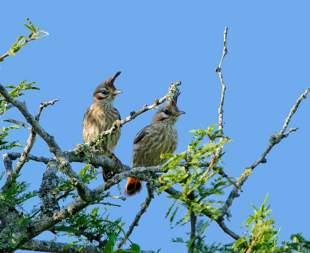 Furnariidae | WikiAves - A Enciclopédia das Aves do Brasil