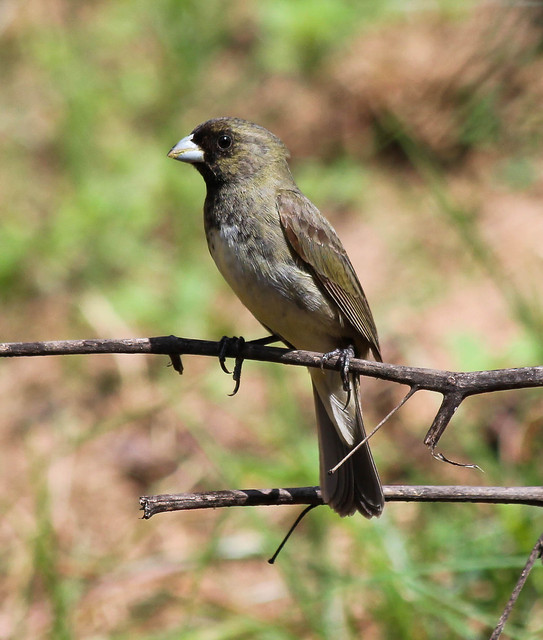 Foto papa-capim-de-costas-cinza (Sporophila ardesiaca) Por Yan Sanglard ...