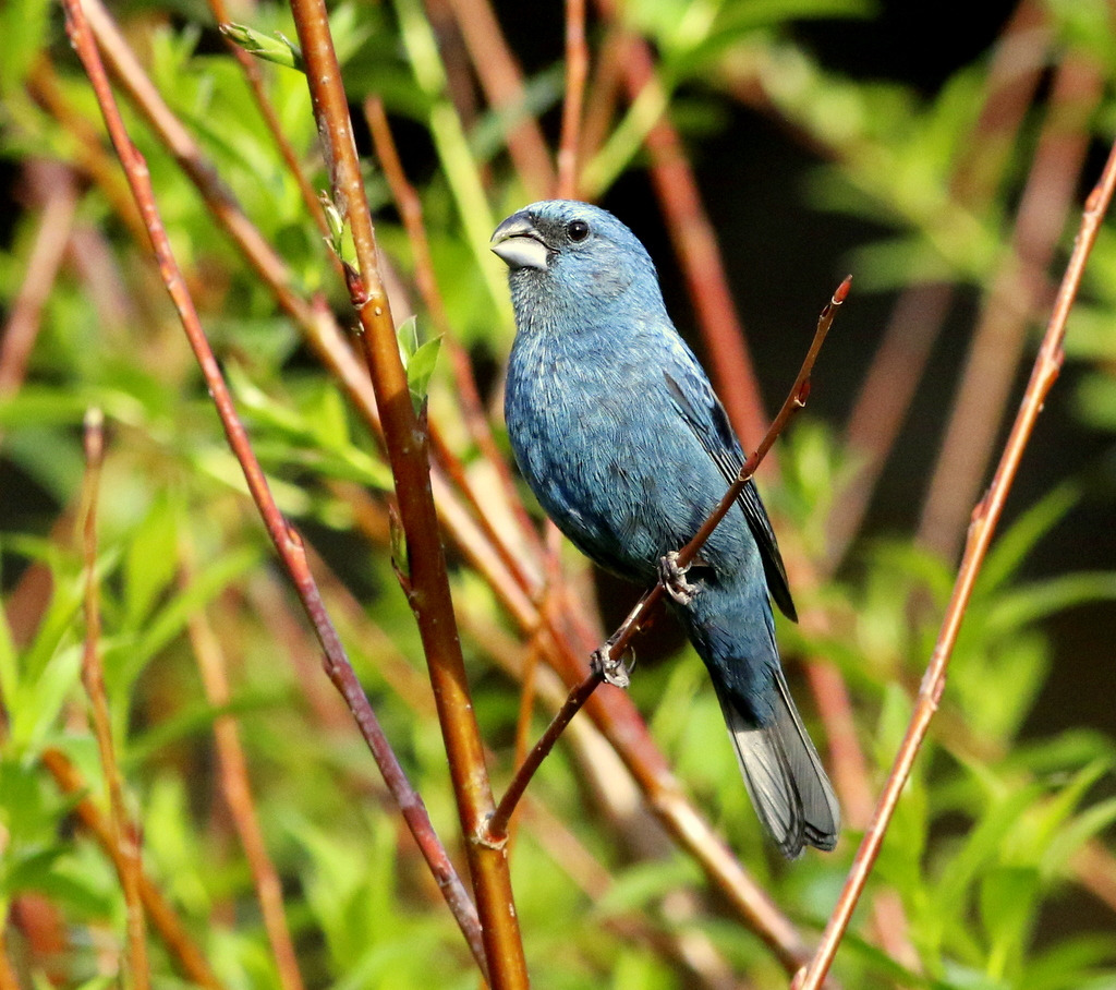 Foto azulinho (Cyanoloxia glaucocaerulea) Por Antonio Amorim Neto ...