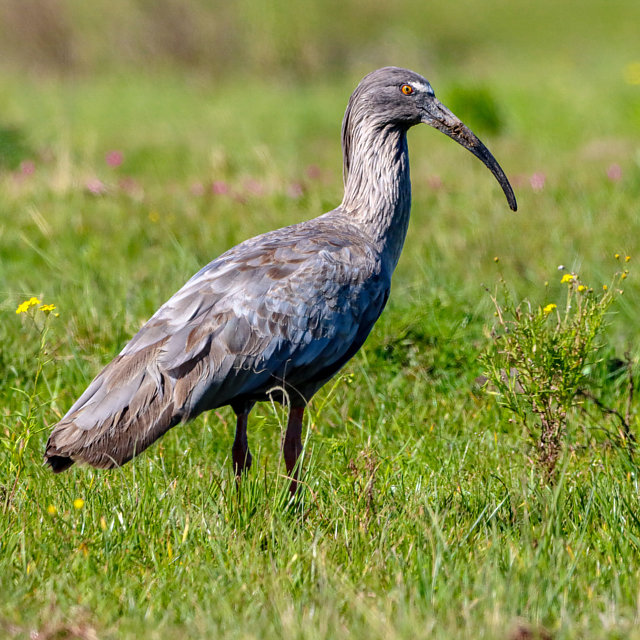 Foto curicaca-real (Theristicus caerulescens) Por Genival Carvalho ...