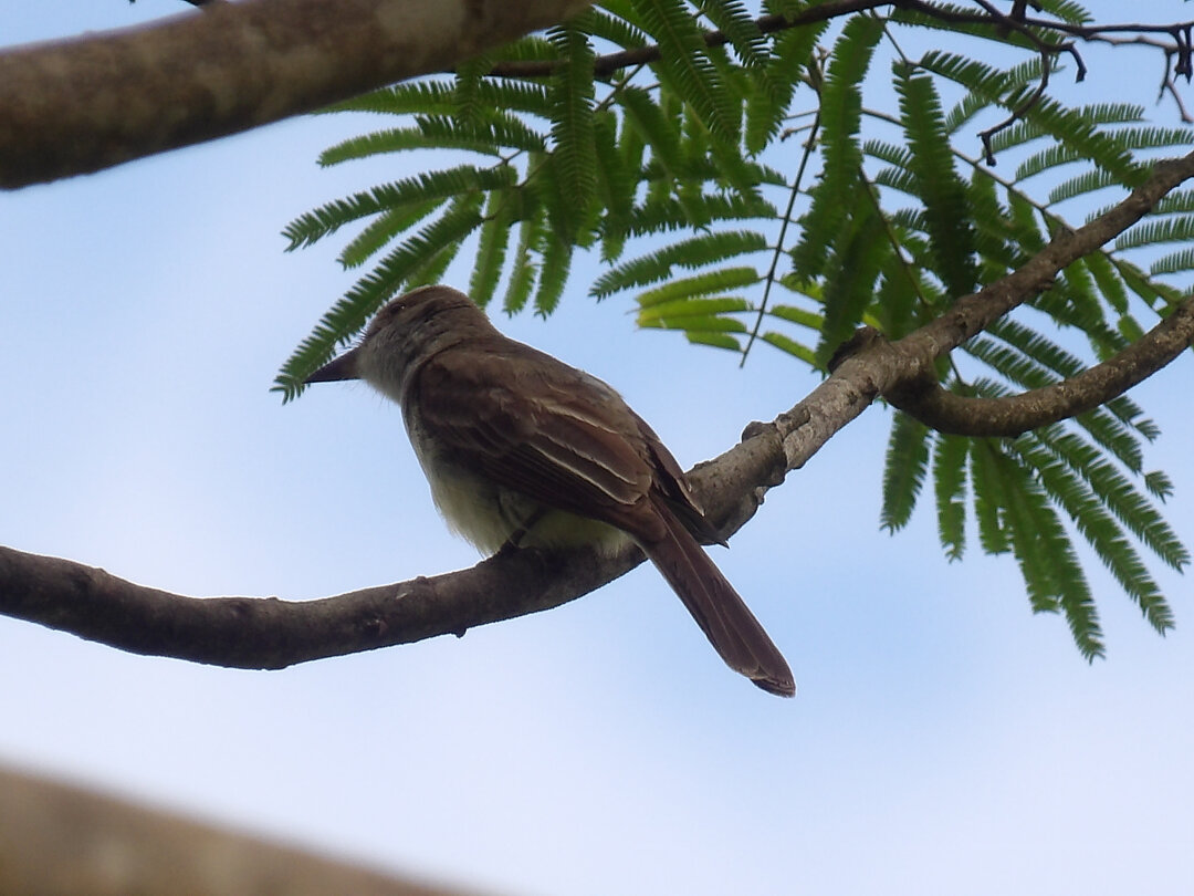Foto Por Daniel S. Sales | Wiki Aves - A Enciclopédia das Aves do Brasil