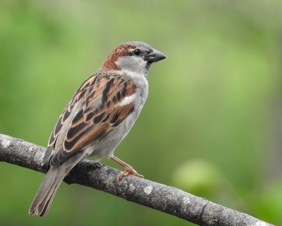 Foto pardal (Passer domesticus) Por Marco Marcos | Wiki Aves - A Enciclopédia das Aves do Brasil