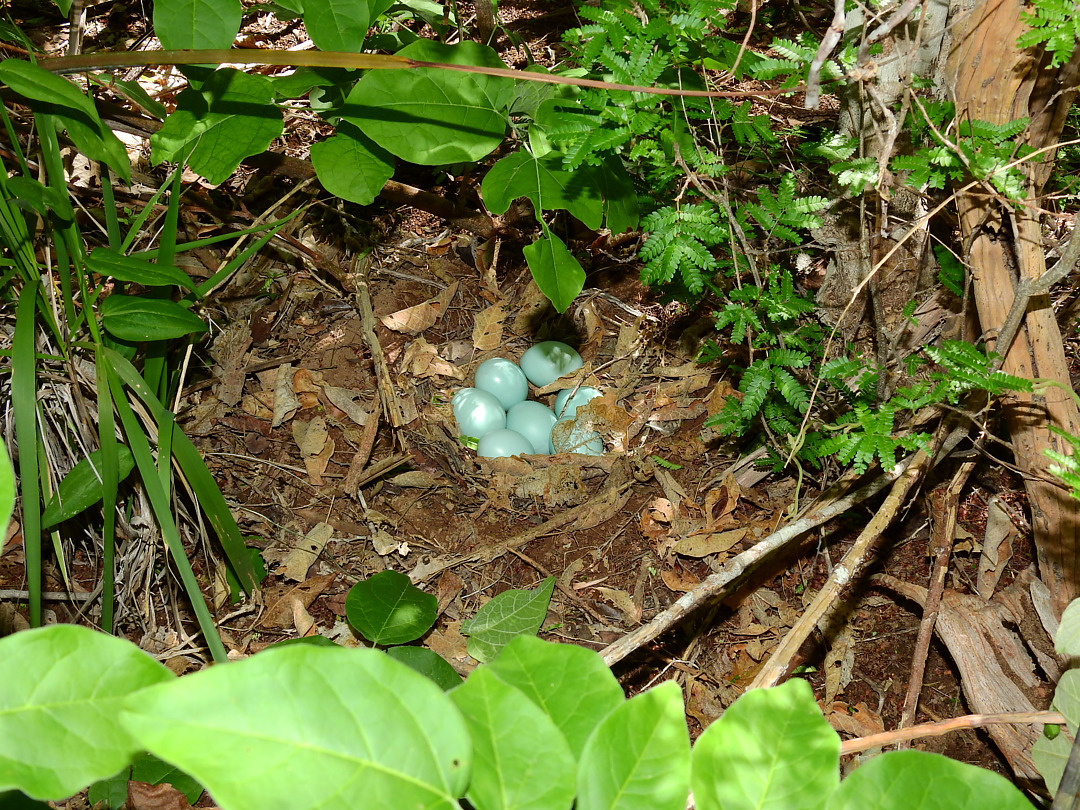 Foto zabelê (Crypturellus zabele) Por Thiago Silveira | Wiki Aves - A ...