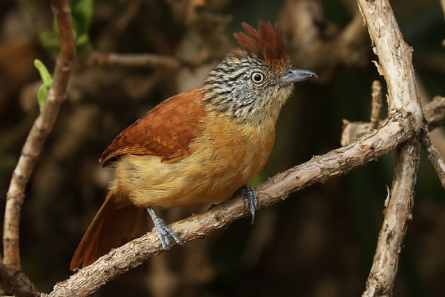 Foto choca-barrada (Thamnophilus doliatus) Por Leonardo Casadei | Wiki ...