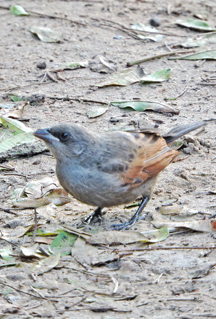 Foto asa-de-telha (Agelaioides badius) Por Sandro Muller | Wiki Aves ...