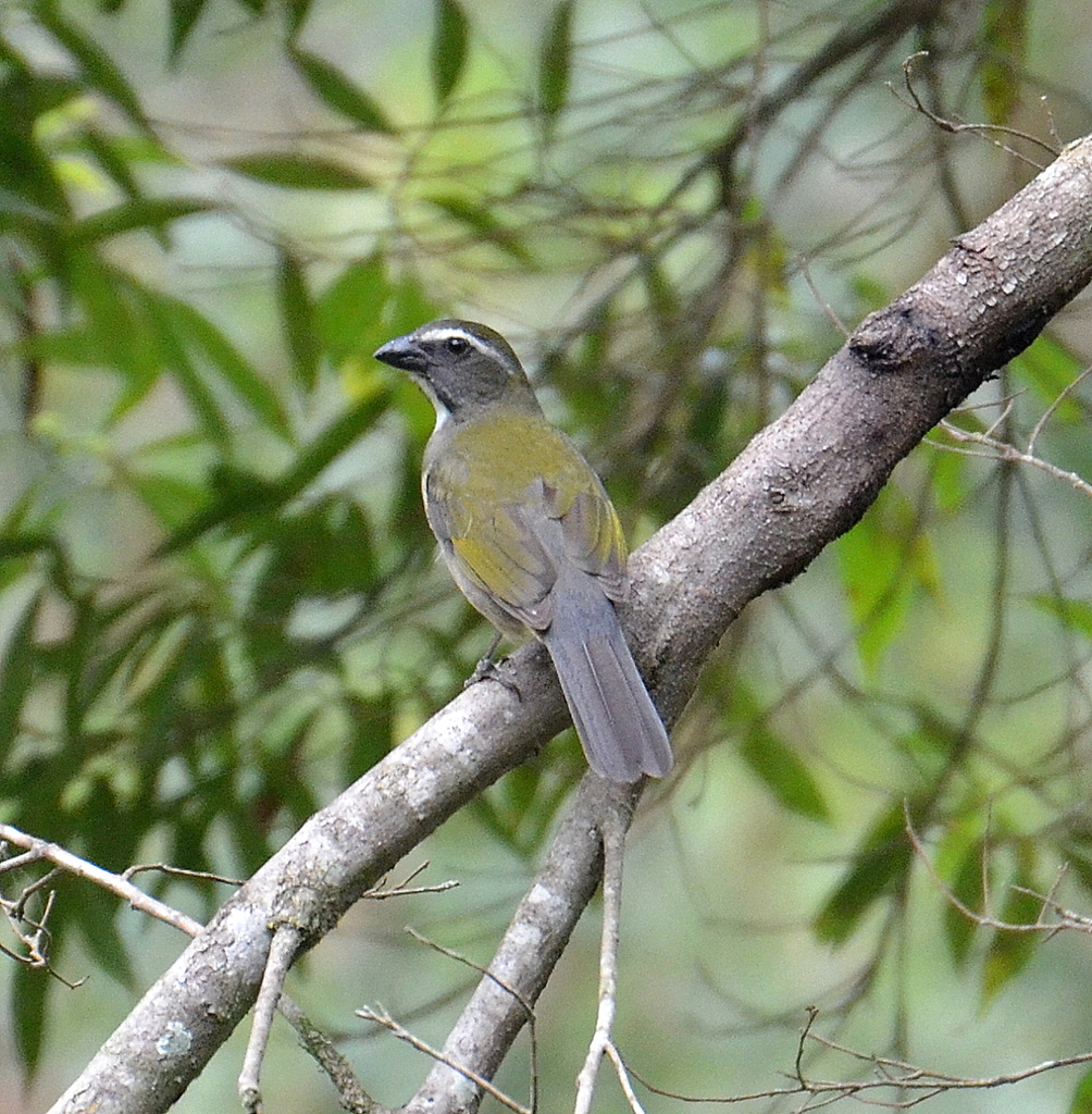 Foto trinca-ferro (Saltator similis) Por Cesar Santos | Wiki Aves - A ...