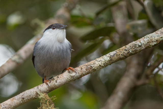 Foto rendeira (Manacus manacus) Por Eduardo Franco | Wiki Aves - A ...
