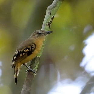 choca-pintada (Megastictus margaritatus) | WikiAves - A Enciclopédia ...
