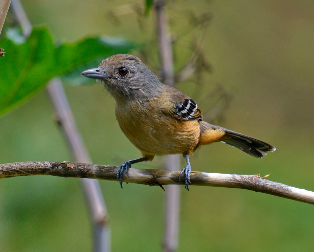 Foto choca-da-mata (Thamnophilus caerulescens) Por Amaury Pimenta ...