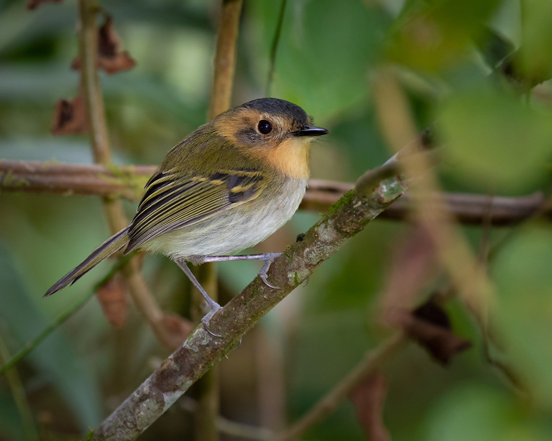 Foto tororó (Poecilotriccus plumbeiceps) Por Diomar Mühlmann | Wiki ...