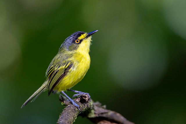 Foto teque-teque (Todirostrum poliocephalum) Por Ronaldo Francisco ...