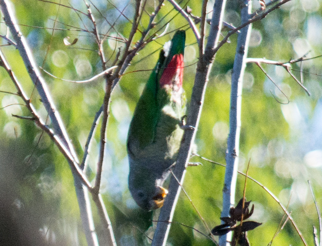 Foto maitaca-verde (Pionus maximiliani) Por Ivan Brondani | Wiki Aves ...
