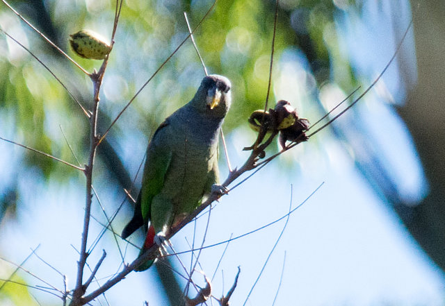 Foto maitaca-verde (Pionus maximiliani) Por Ivan Brondani | Wiki Aves ...