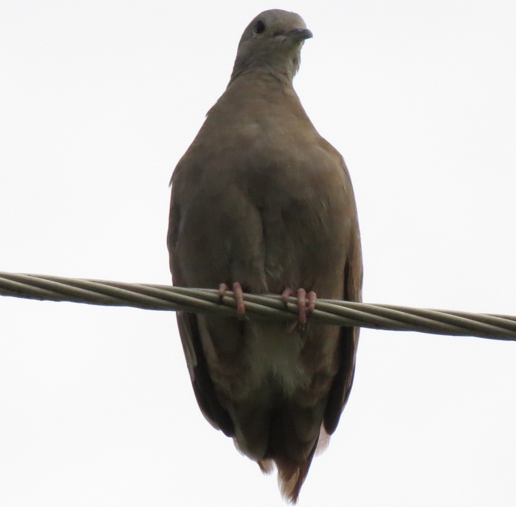 Foto rolinha-roxa (Columbina talpacoti) Por Manoel Pinheiro Cena Neto ...