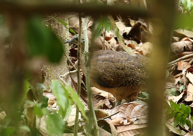 Foto inhambu-galinha (Tinamus guttatus) Por Paulo Buchabqui Rodrigues ...